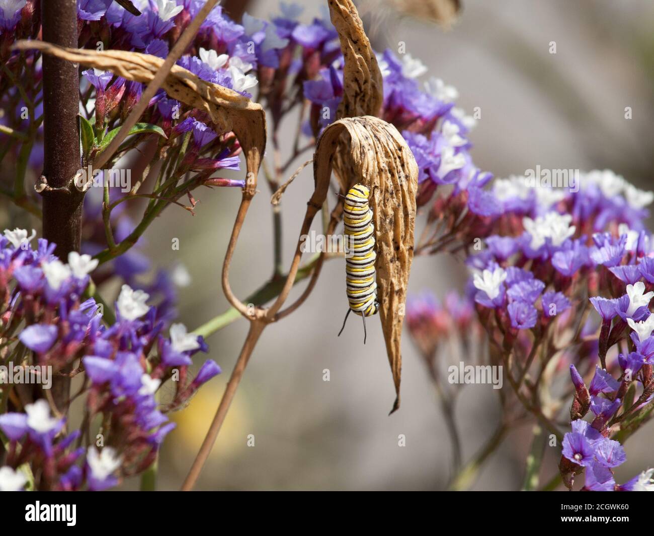 Life cycle of a monarch butterfly hi-res stock photography and images ...