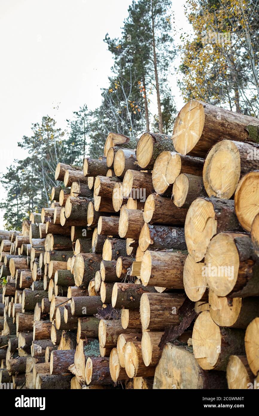 Tree felling. Deforestation. Logging сoniferous trees. Stacked logs in ...