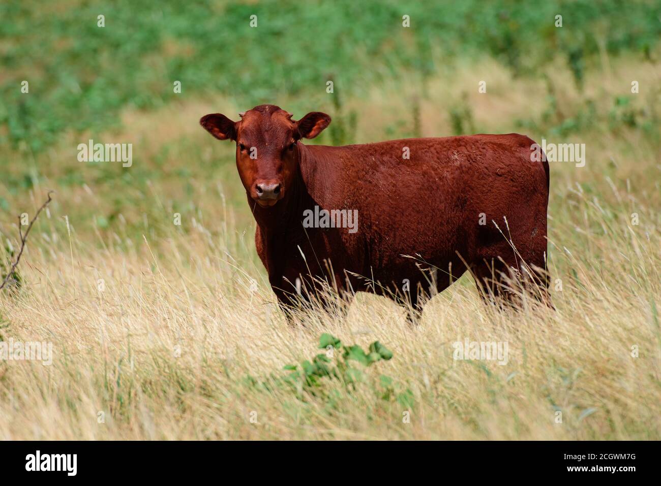 Brown calf looking in camera in green field on green blurred background ...