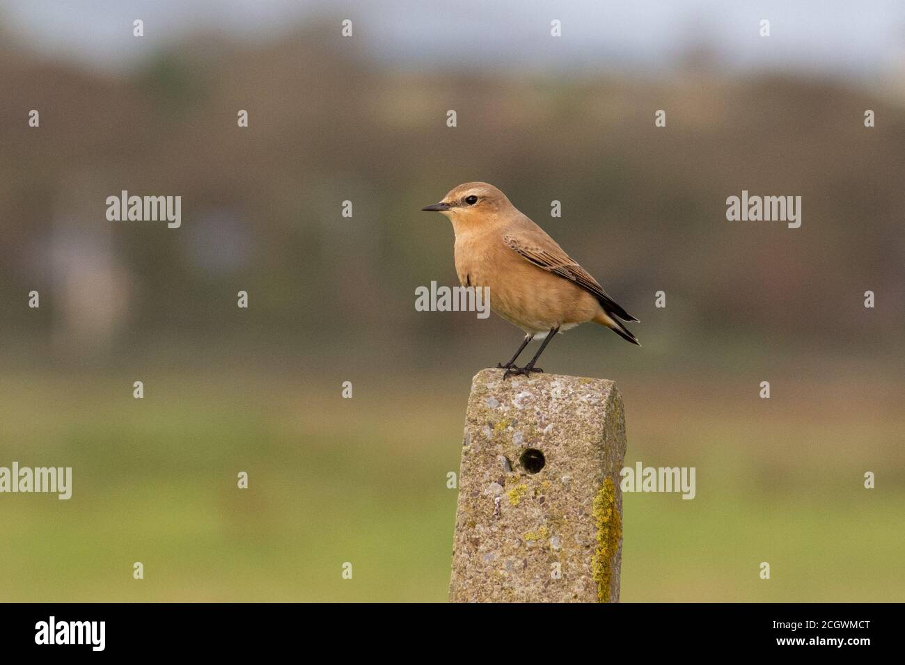Wheatear Bird Standing on a Post in Profile Stock Photo - Alamy