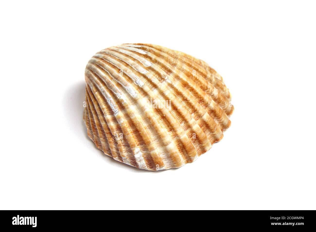 Ribbed shell hi-res stock photography and images - Alamy