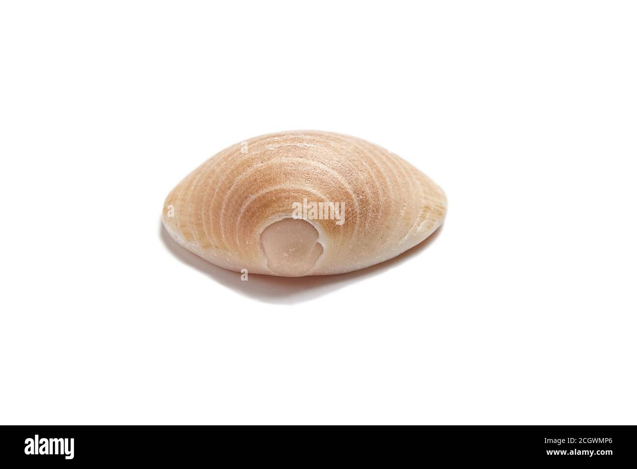 Smooth shell hi-res stock photography and images - Alamy