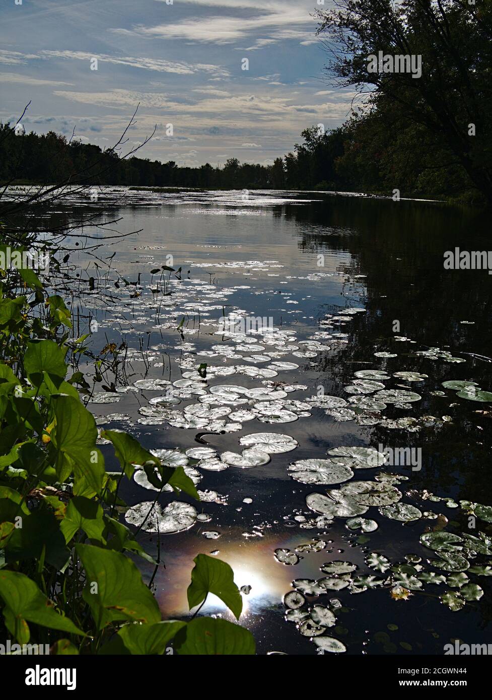 Swamp / wetlands & inlets galore at Petrie Island nature preserve on ...