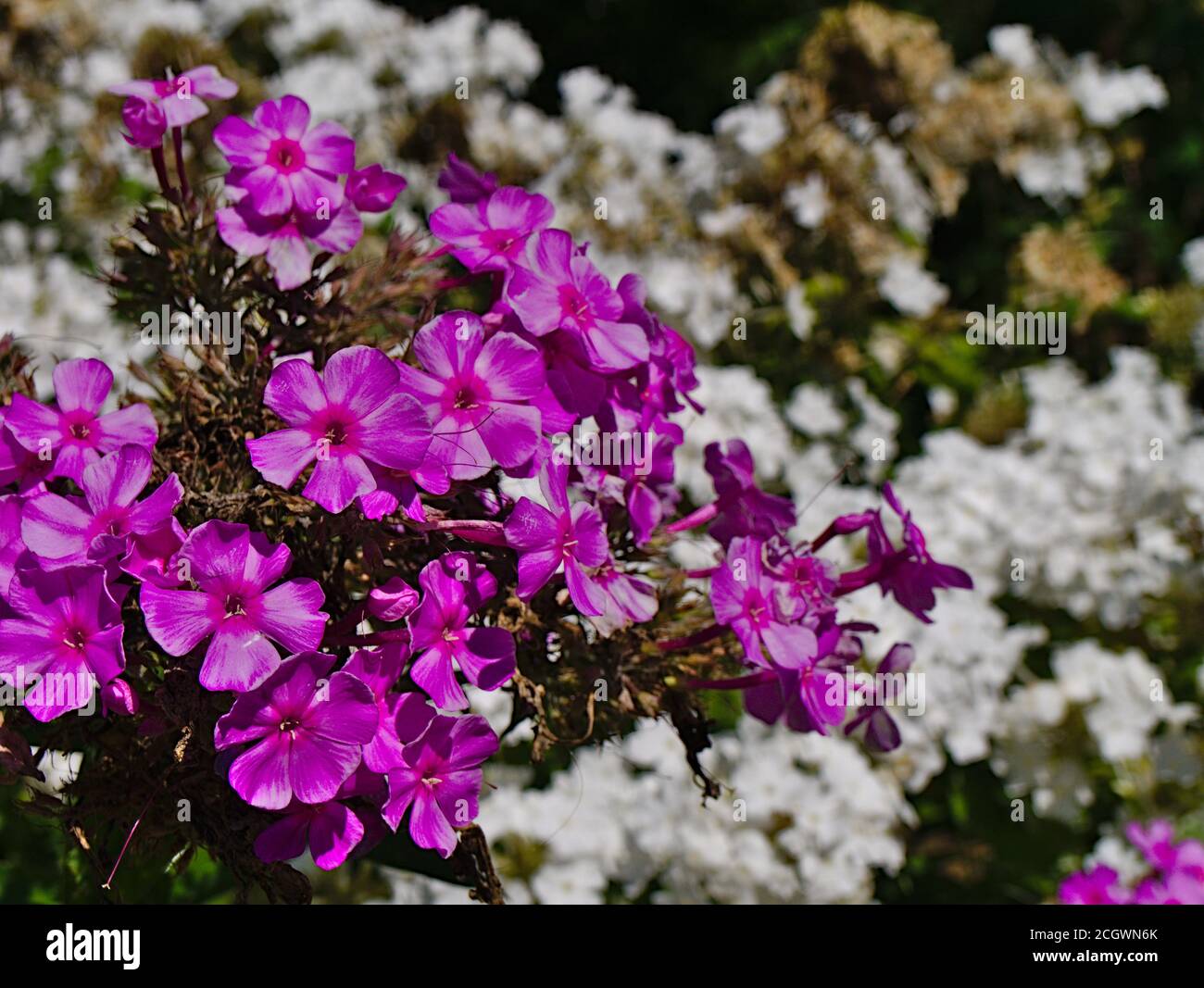 Fall phlox (Phlox paniculata, unknown cultivar) looking wonderful in a ...