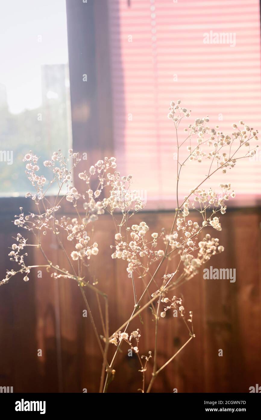Dry white flowers on the window Stock Photo - Alamy