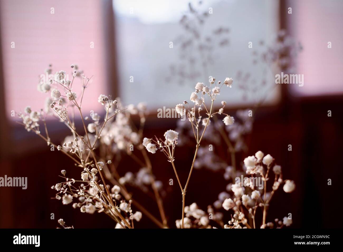 Dry white flowers on the window Stock Photo - Alamy