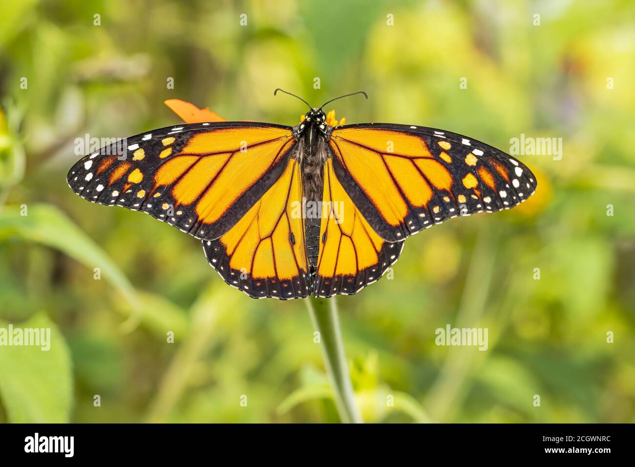 A beautiful male monarch butterfly preparing to pollinate a flower ...