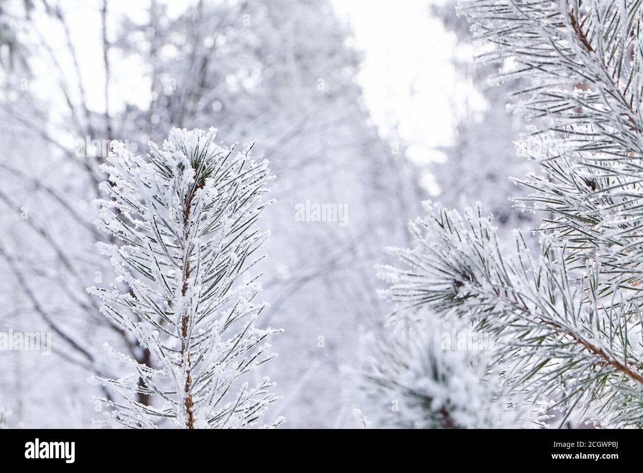 Spruce view hi-res stock photography and images - Alamy