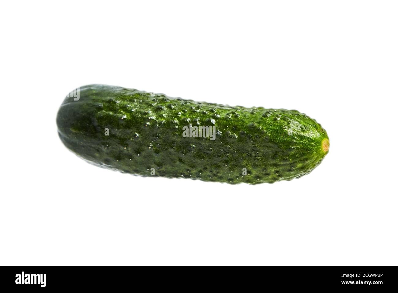 One green fresh gherkin isolated on white background Stock Photo - Alamy