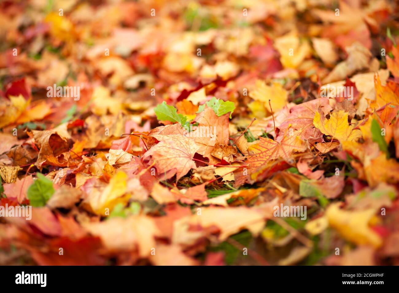 Fall background. Fallen dry yellow leaves lying on the lawn. Autumn ...