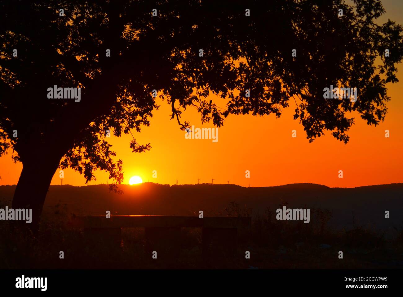 Silhouette of a tree with the glowing sunset behind the horizon Stock ...