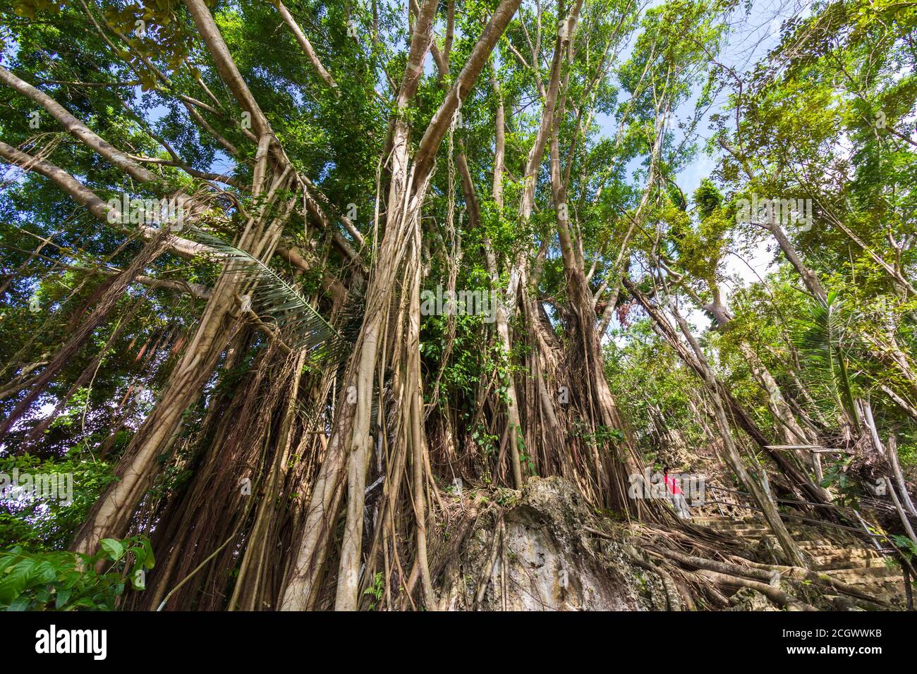 Huge banyan tree hi-res stock photography and images - Alamy