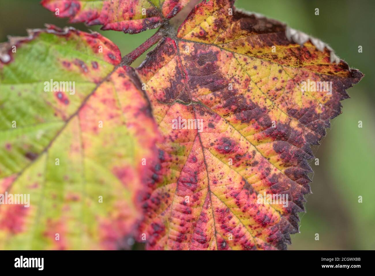 Plant disease hi-res stock photography and images - Alamy