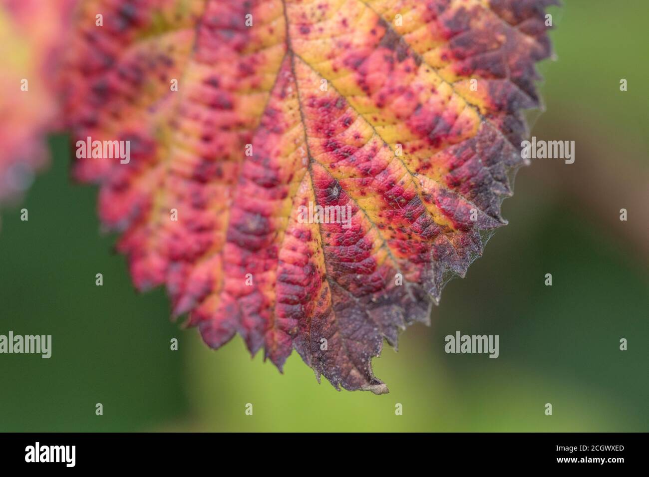 Close-up of a vividly coloured Bramble leaf with what is probably ...