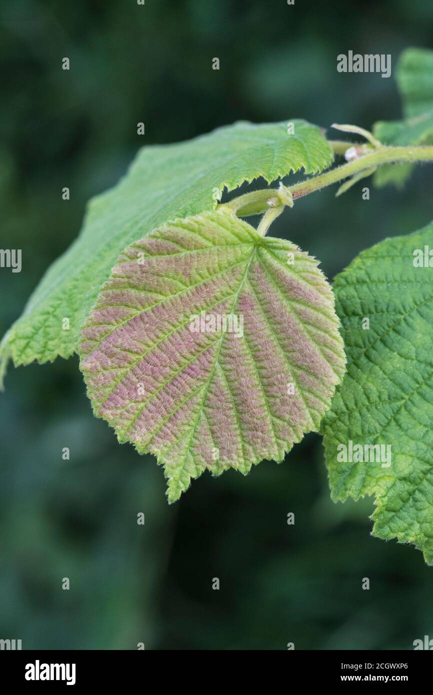 Leaf margin hazel hi-res stock photography and images - Alamy