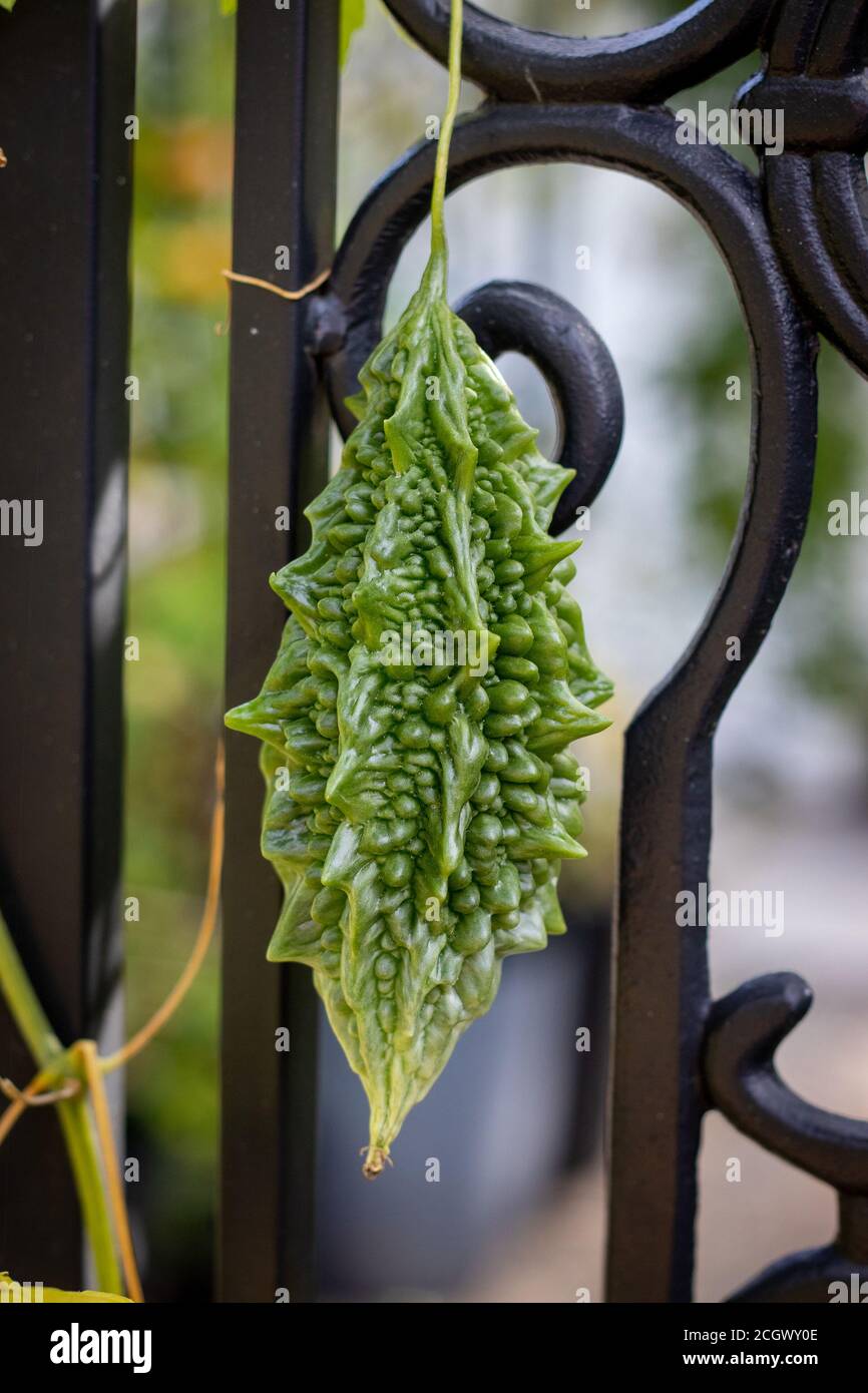 Strange vine hi-res stock photography and images - Alamy