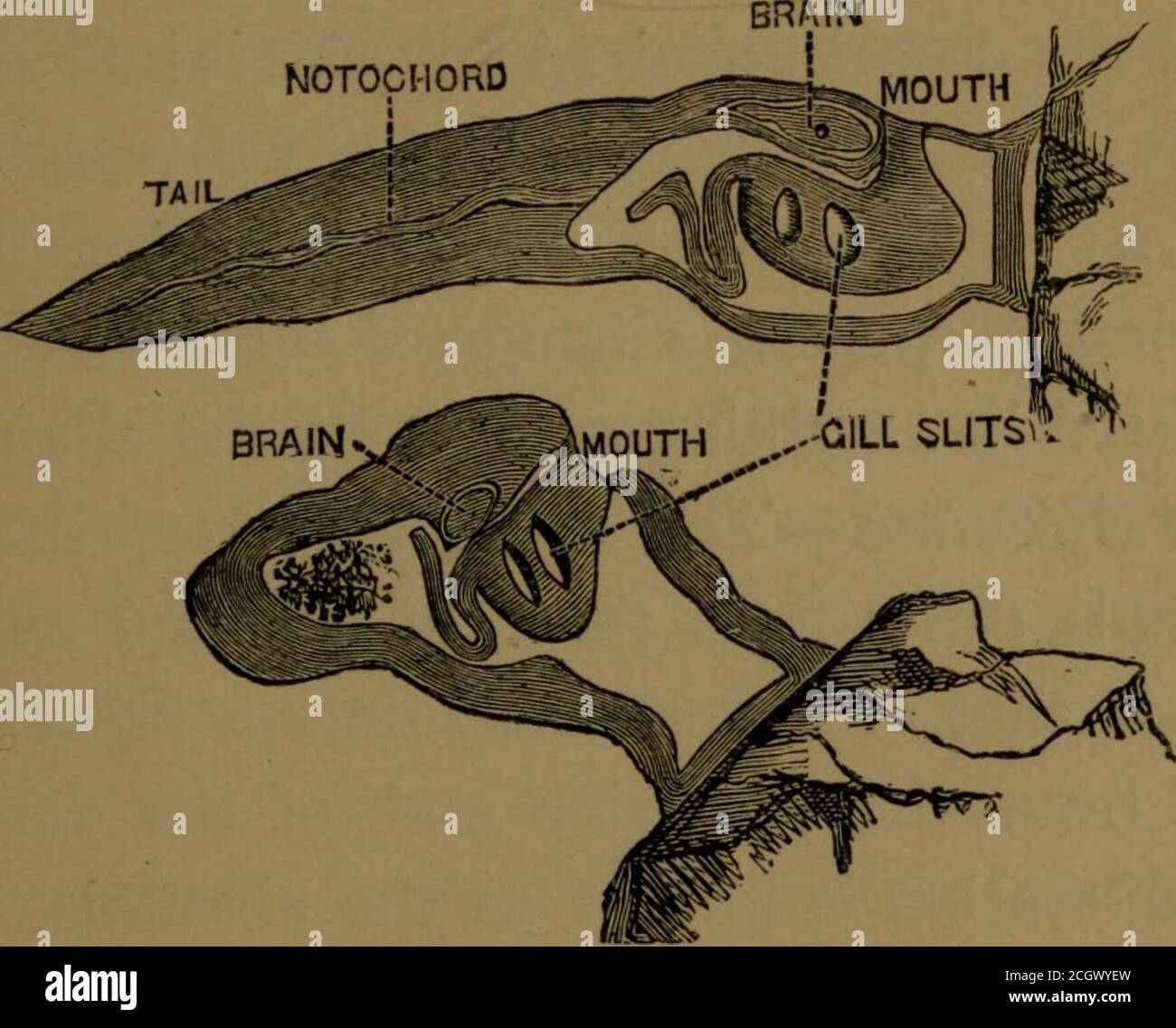 . Evolution and disease . ASCIDIAN NOTOCHORD. Fig, 19.—Ascidian ...