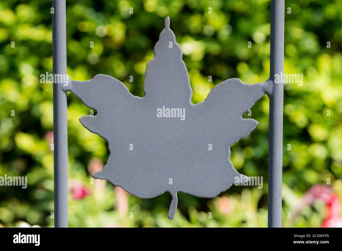 An iron maple leafe as part of a fence. Closeup view Stock Photo - Alamy