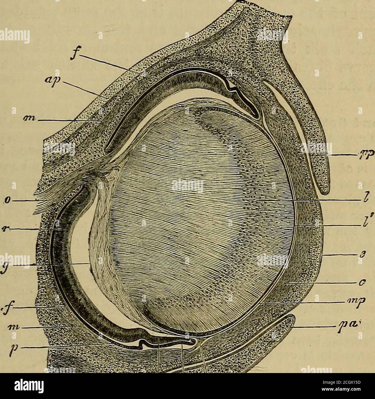 Bird Eye Anatomy Elementary Text Book Of Zoology. Zoology. 244 AYE*.