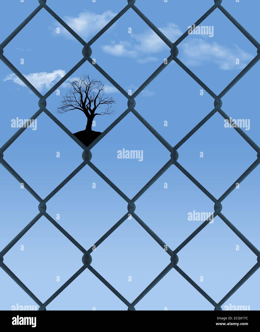 A tree is framed by a chain link fence Stock Photo - Alamy