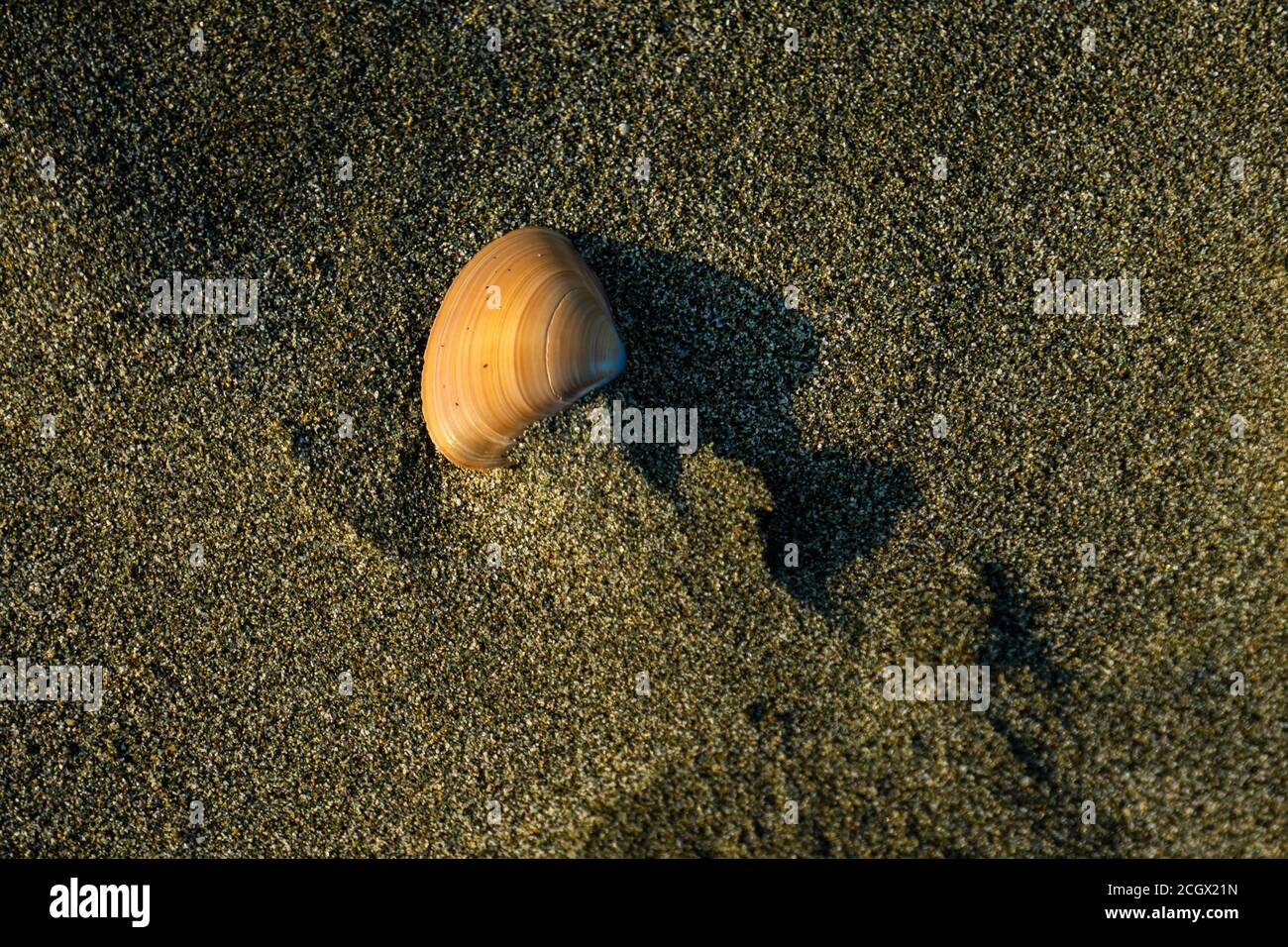 lone seashell in the sand Stock Photo - Alamy