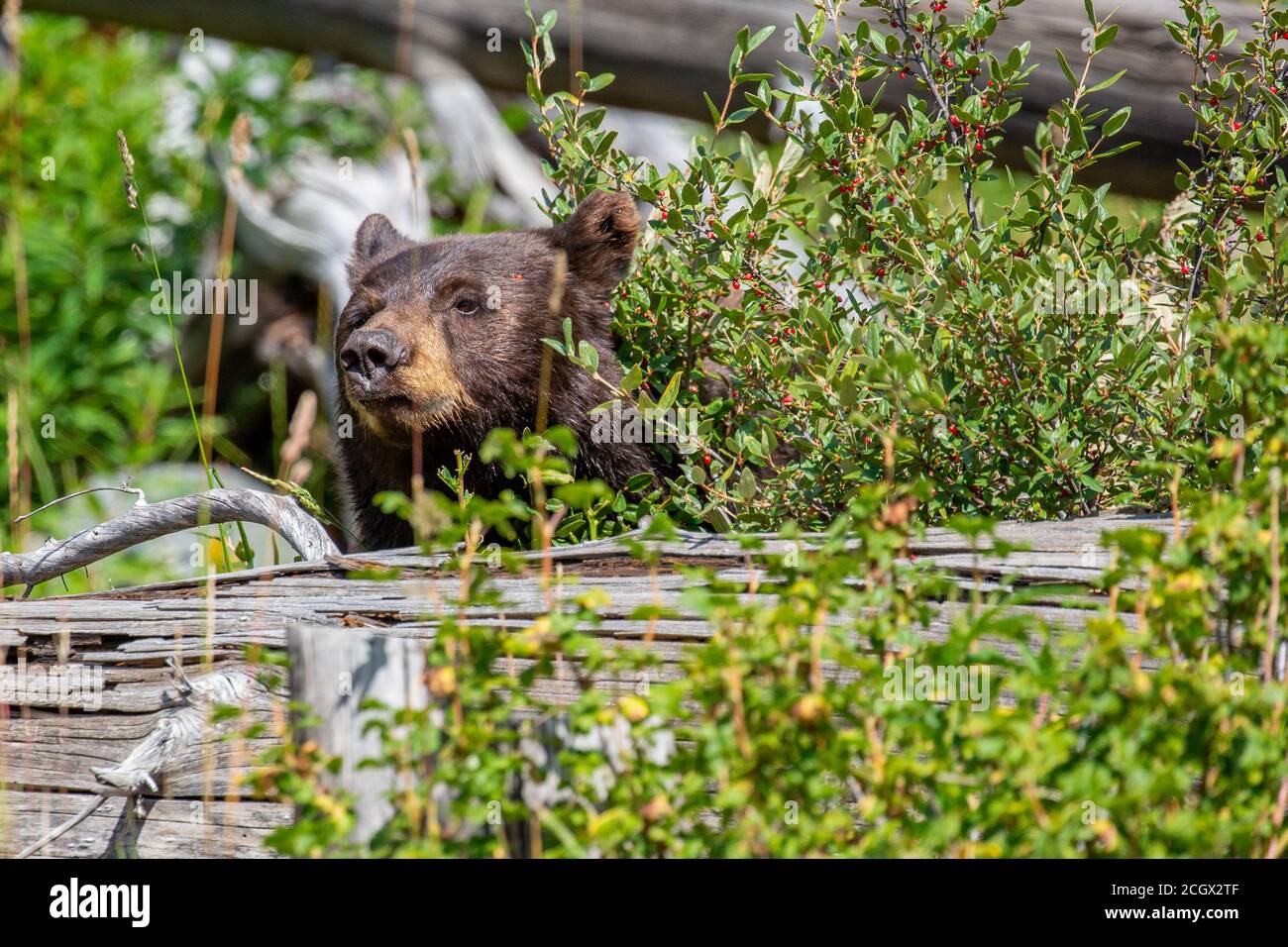 Bear sitting by log hi-res stock photography and images - Alamy