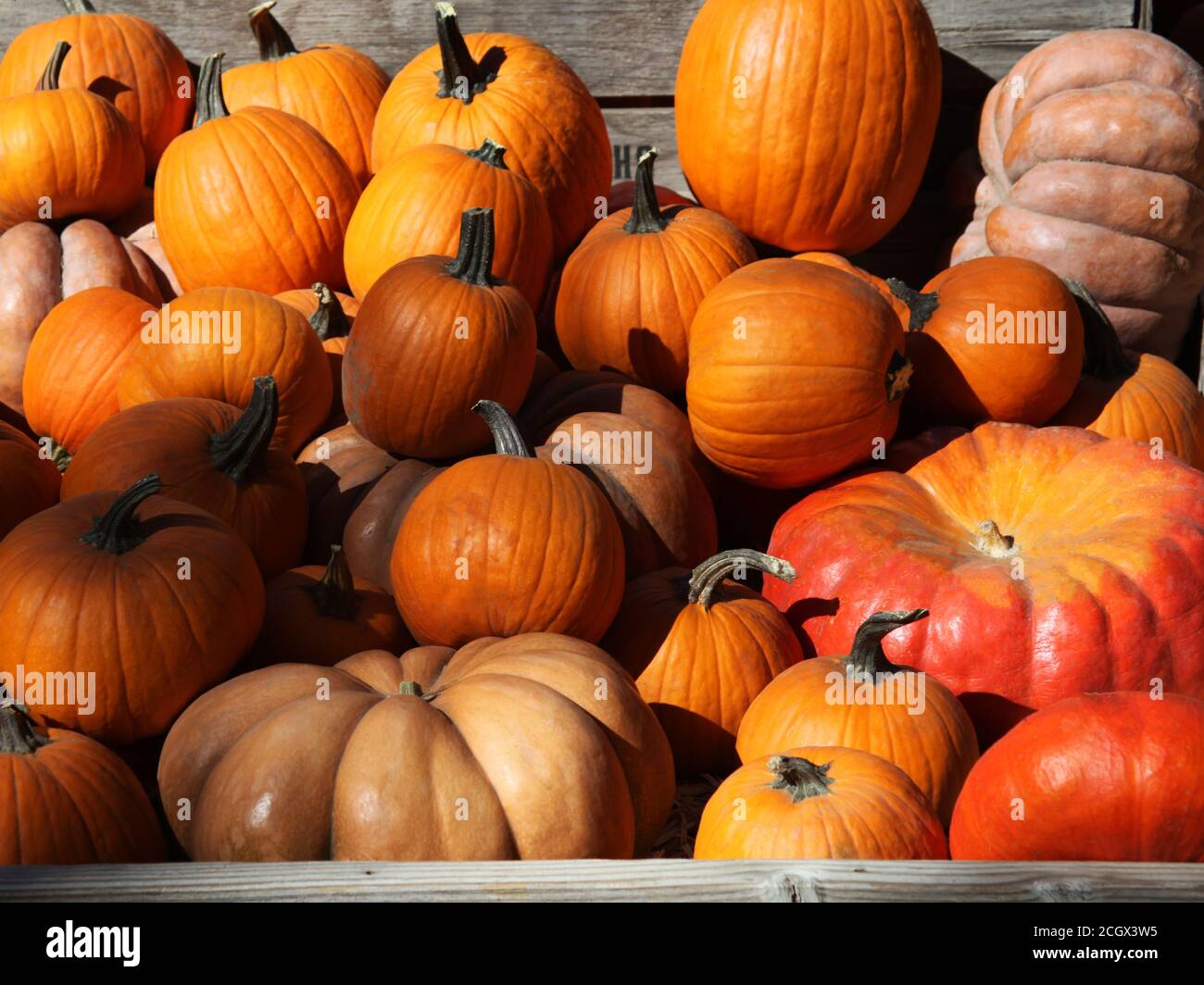 Bin of pumpkins hi-res stock photography and images - Alamy