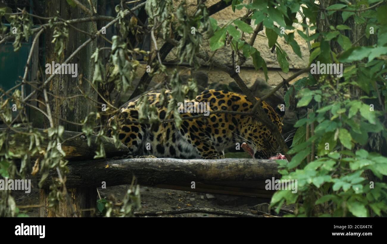 Leopard eating cheetah hi-res stock photography and images - Alamy