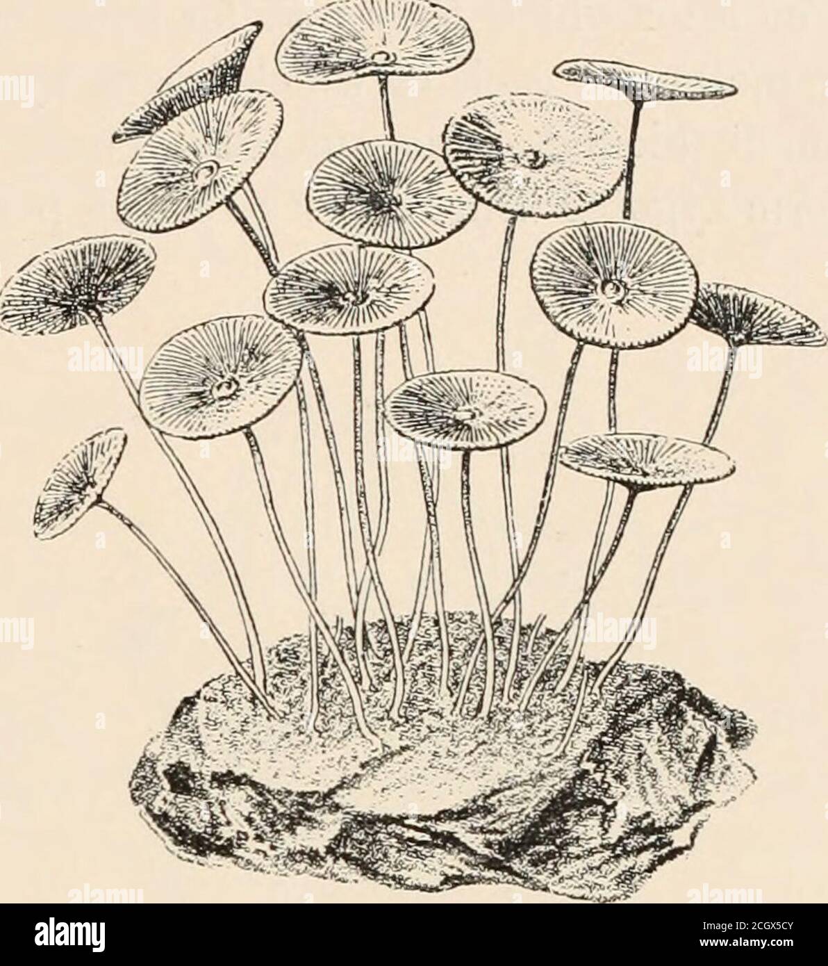 Calcified structure hi-res stock photography and images - Alamy