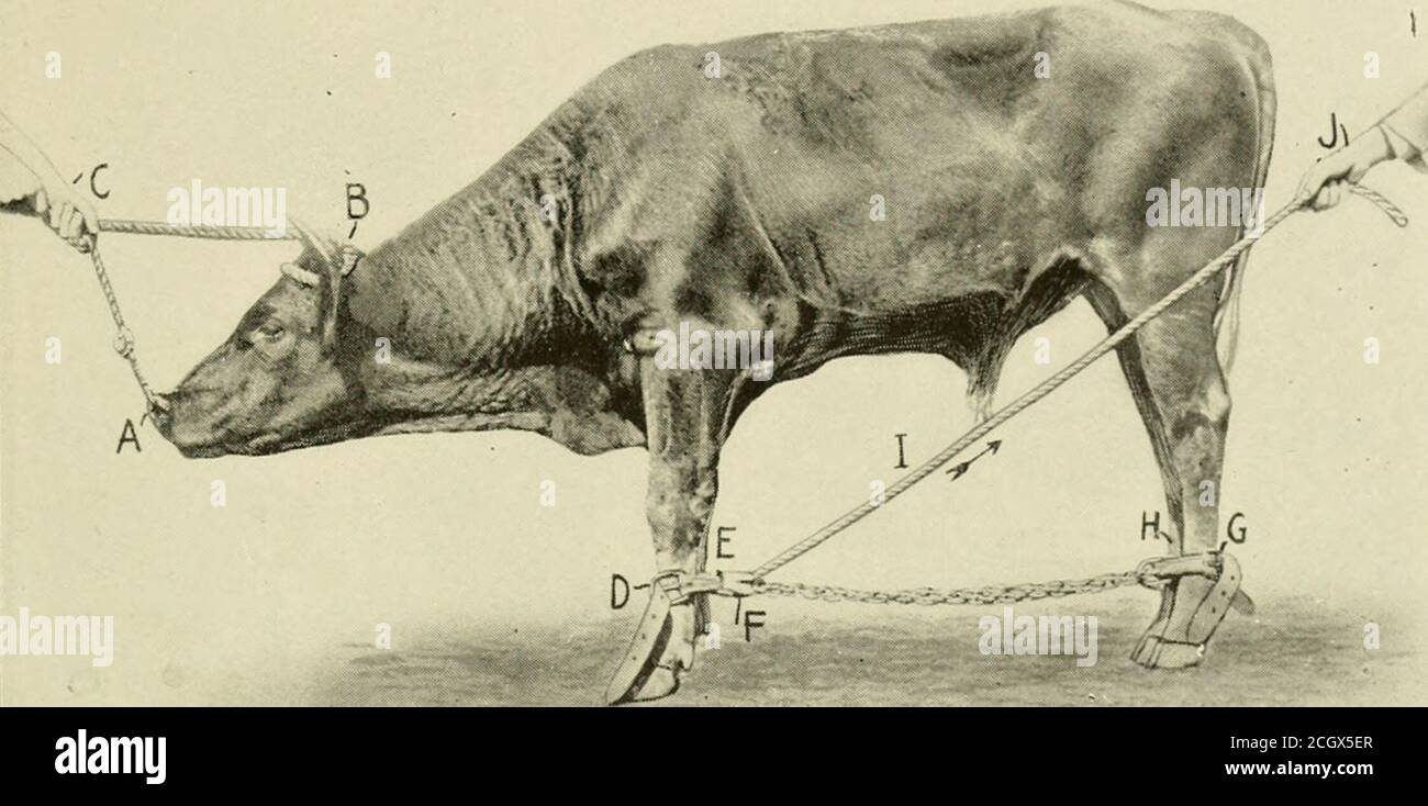 . Animal castration, a book for the use of students and practitioners ...