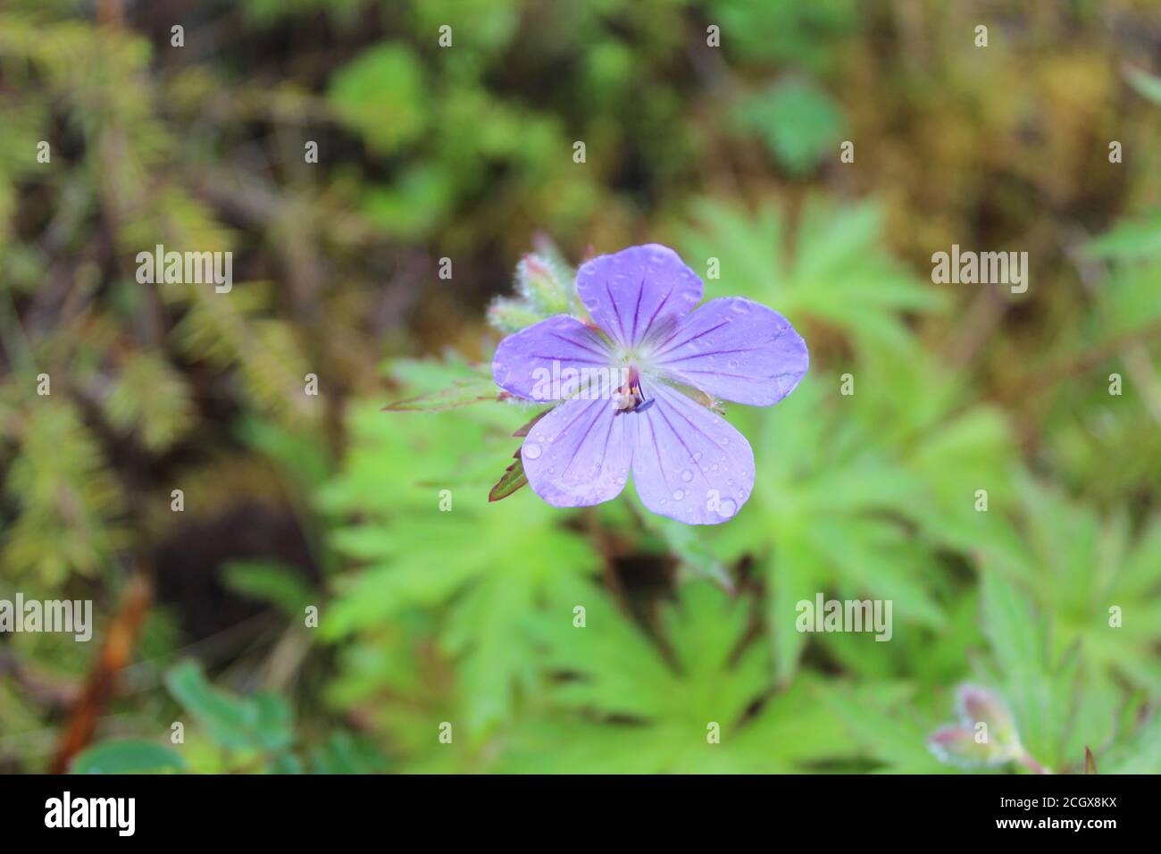 Forest geranium hi-res stock photography and images - Alamy