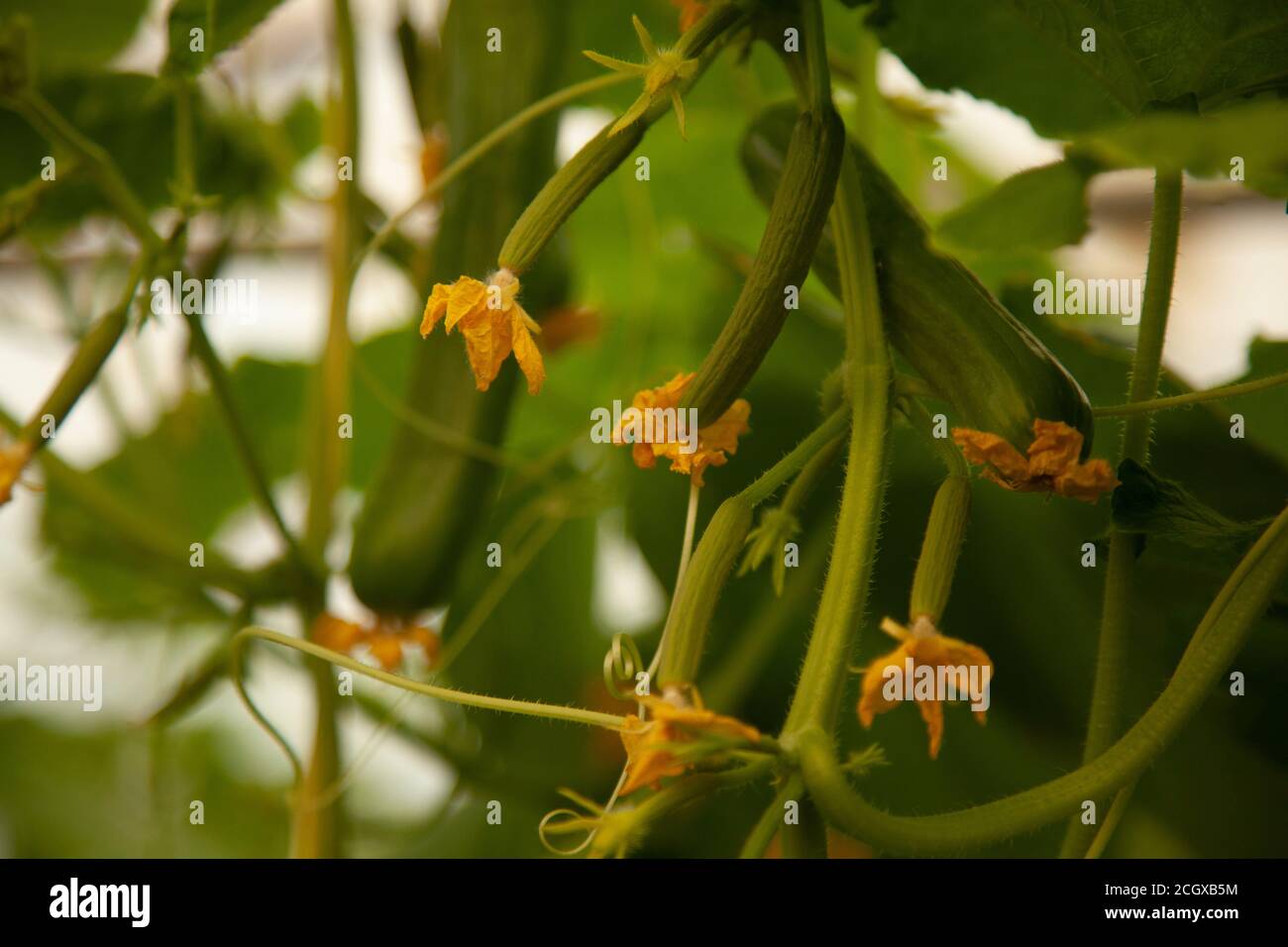 Close-up of a cucumber growing on the vine in a garden. The green ...