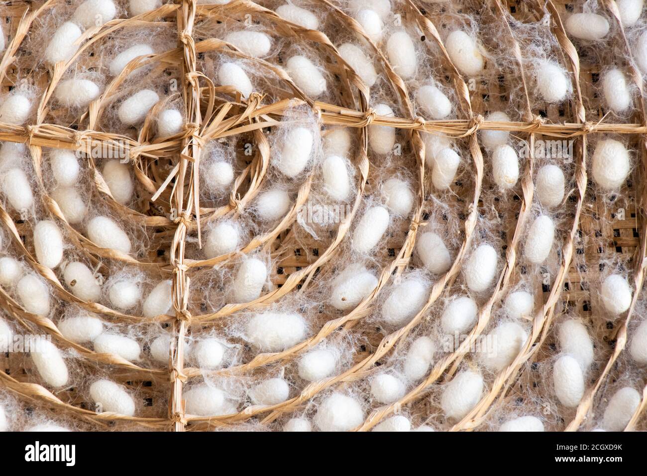 Closed up of group white cocoon of silk worm in weave nest background ...