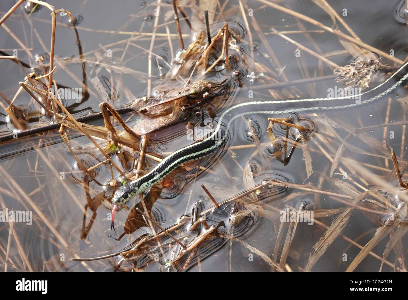 Garter snake (Thamnophis sp.) swimming in Washington state, USA Stock ...