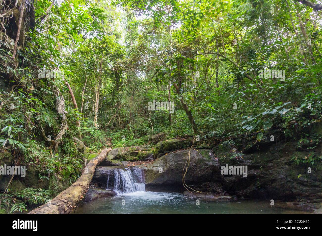 A forest stream in Cagayan, Philippines Stock Photo - Alamy