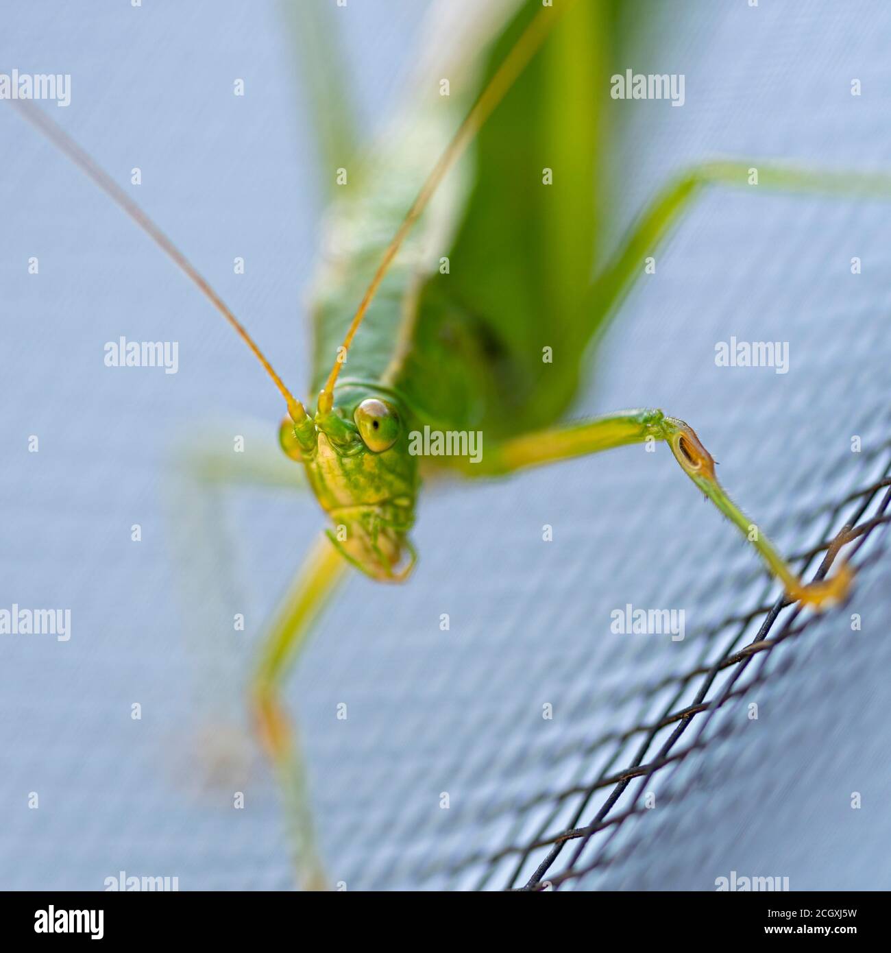 Locust antenna hi-res stock photography and images - Alamy