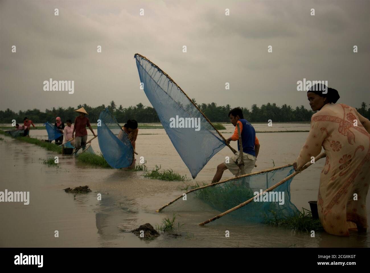 People fishing on a flooded rice field with pushnets during a rainy ...