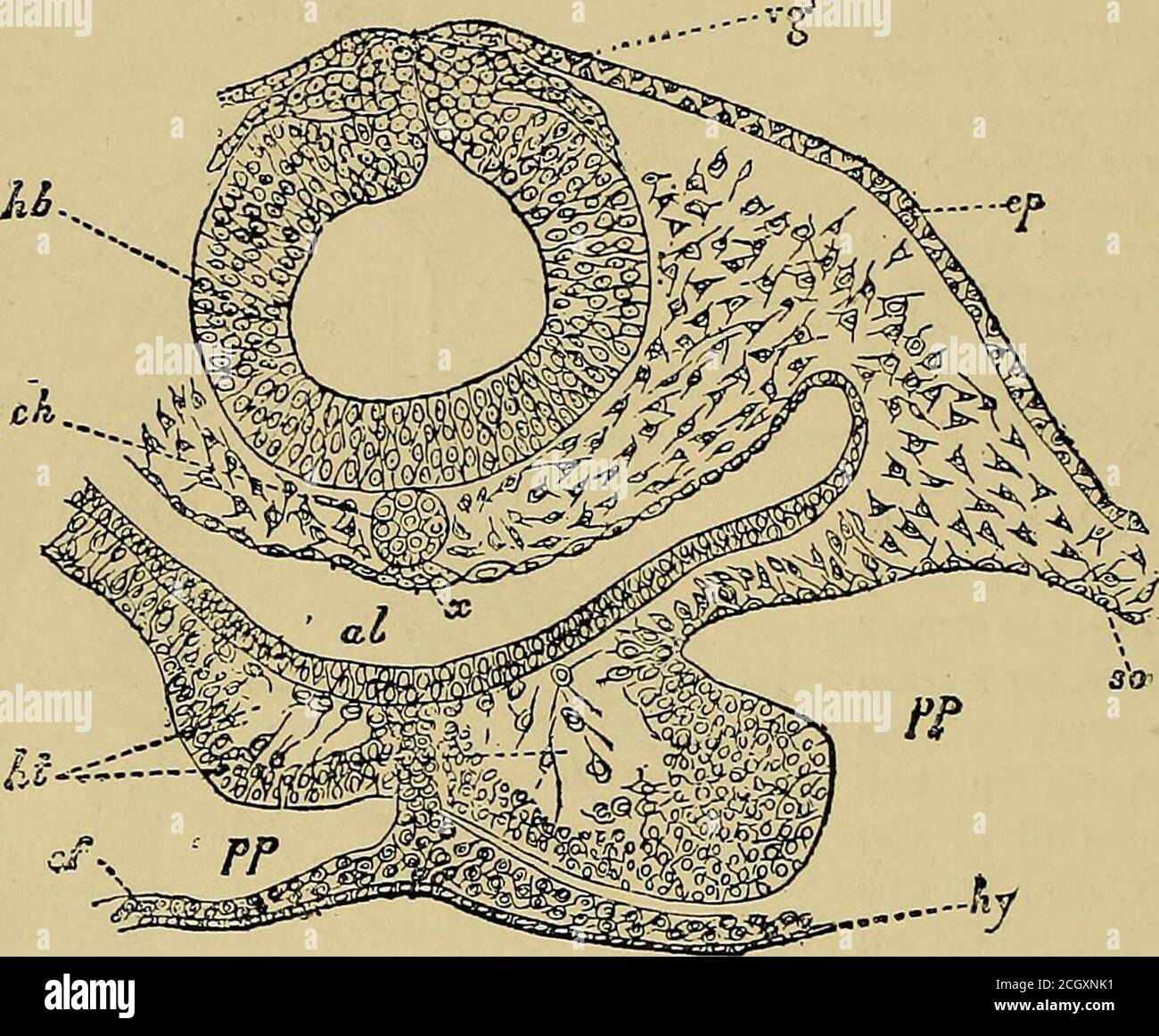 Spinal marrow nerves hi-res stock photography and images - Alamy