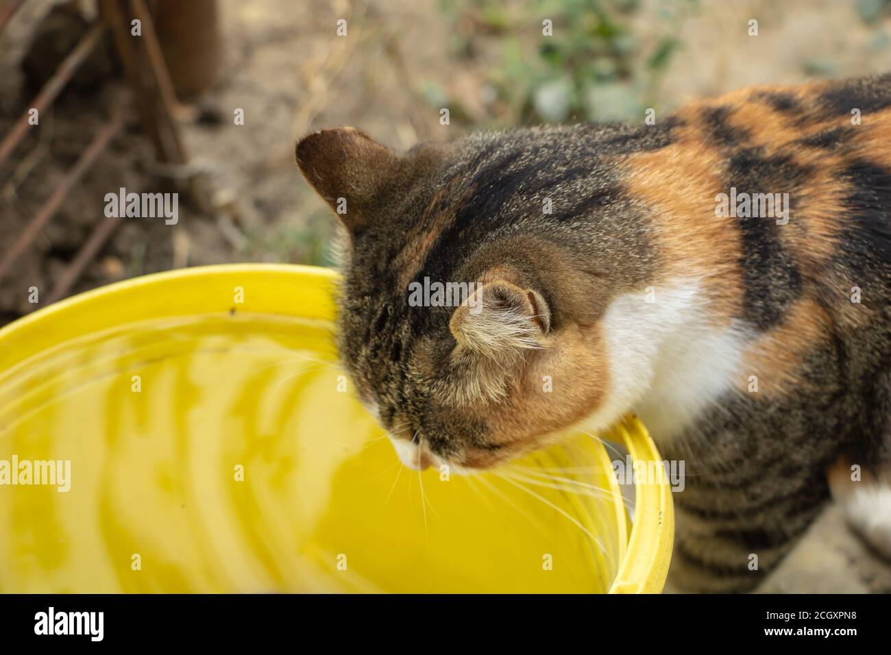 Animal water bucket hi-res stock photography and images - Alamy