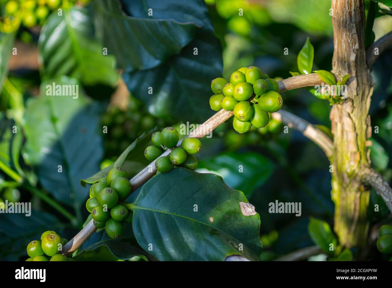 Red Beans of Arabica and Robusta tree in Coffee plantation, Chiangmai ...