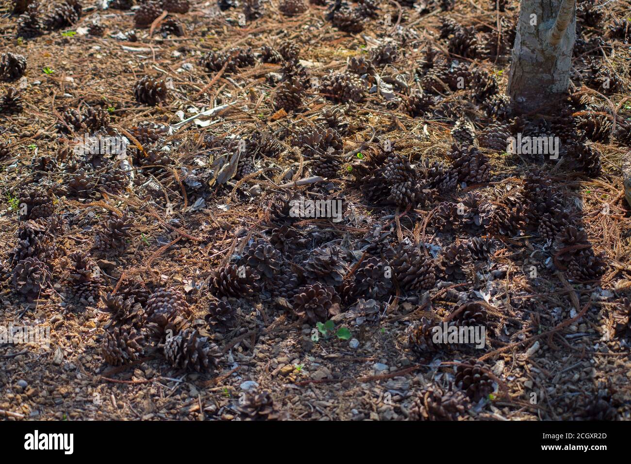 pine cones fallen on the ground in the forest Stock Photo - Alamy