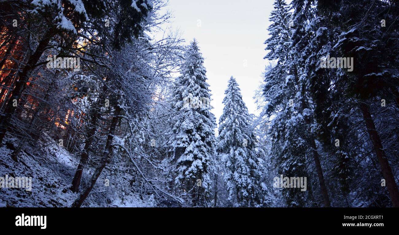 the forest after snowfall Stock Photo - Alamy
