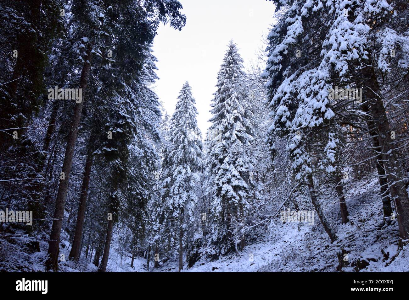 the forest after snowfall Stock Photo - Alamy