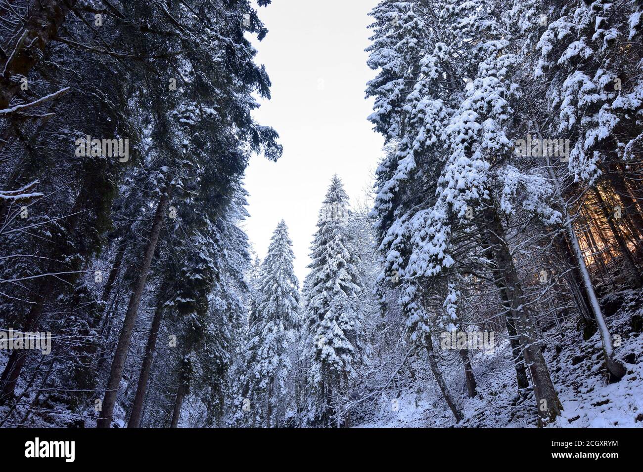 the forest after snowfall Stock Photo - Alamy