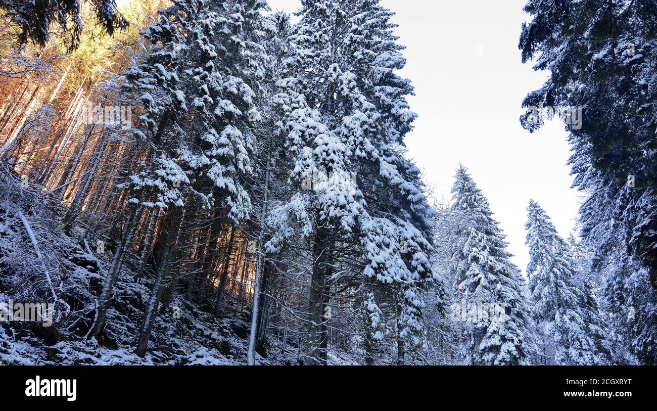 the forest after snowfall Stock Photo - Alamy