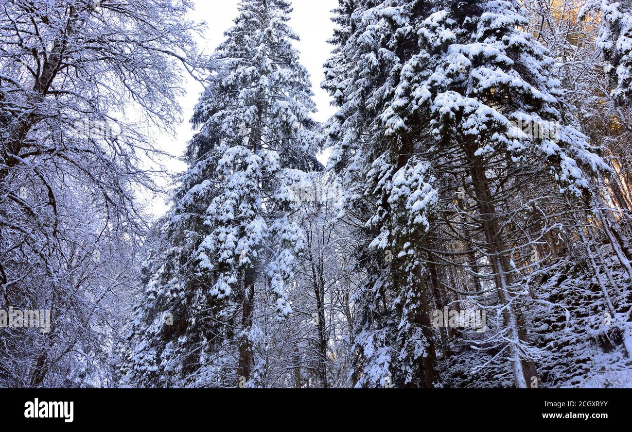 the forest after snowfall Stock Photo - Alamy