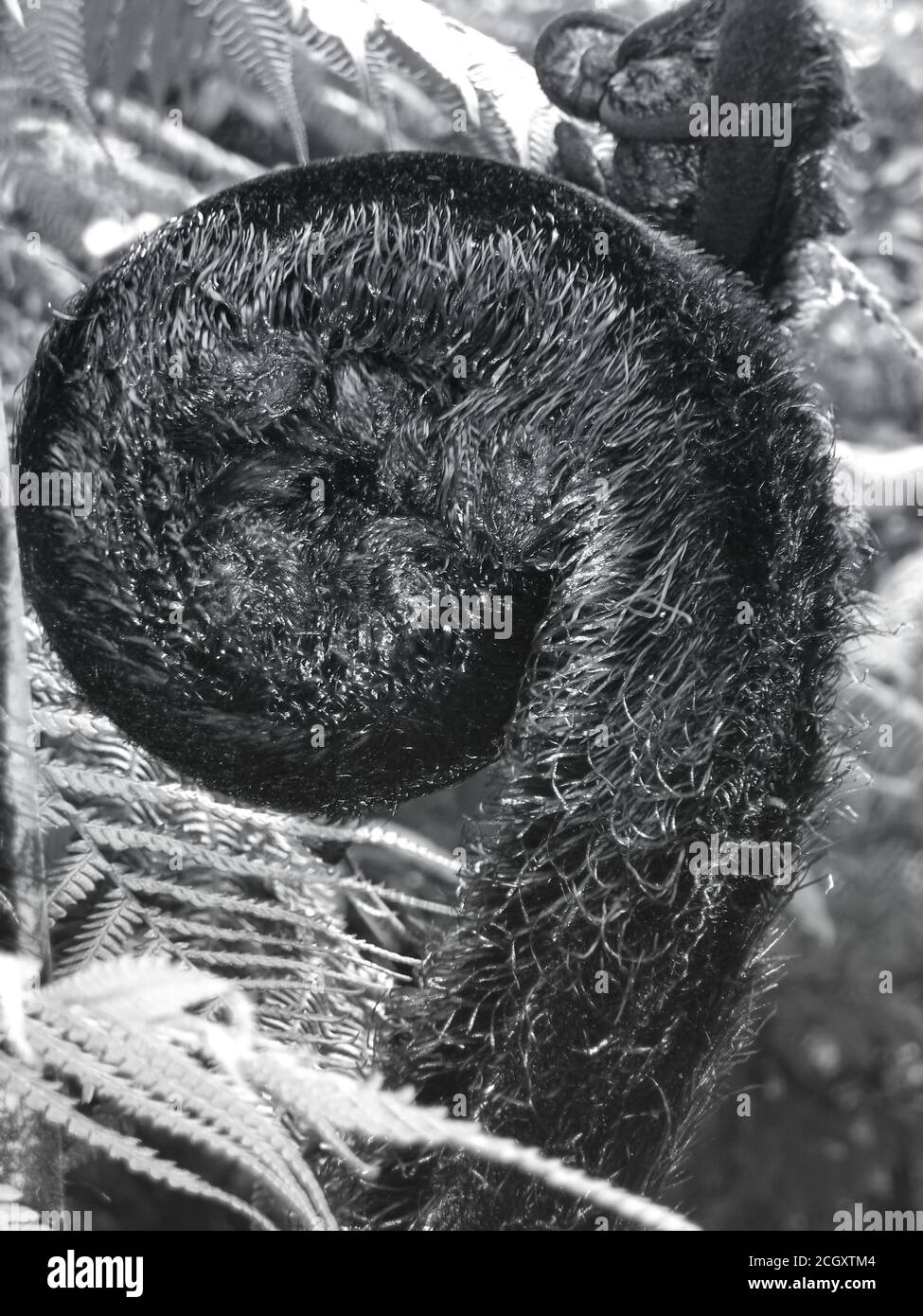 Primeval forest new zealand hi-res stock photography and images - Alamy
