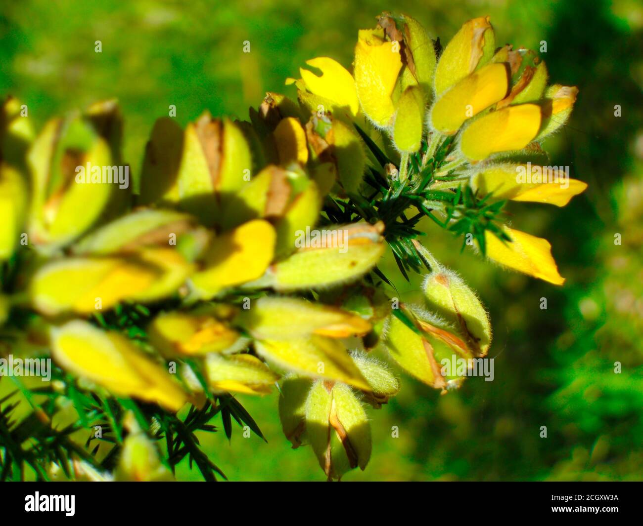 Broom shrub cytisus isolated hi-res stock photography and images - Alamy