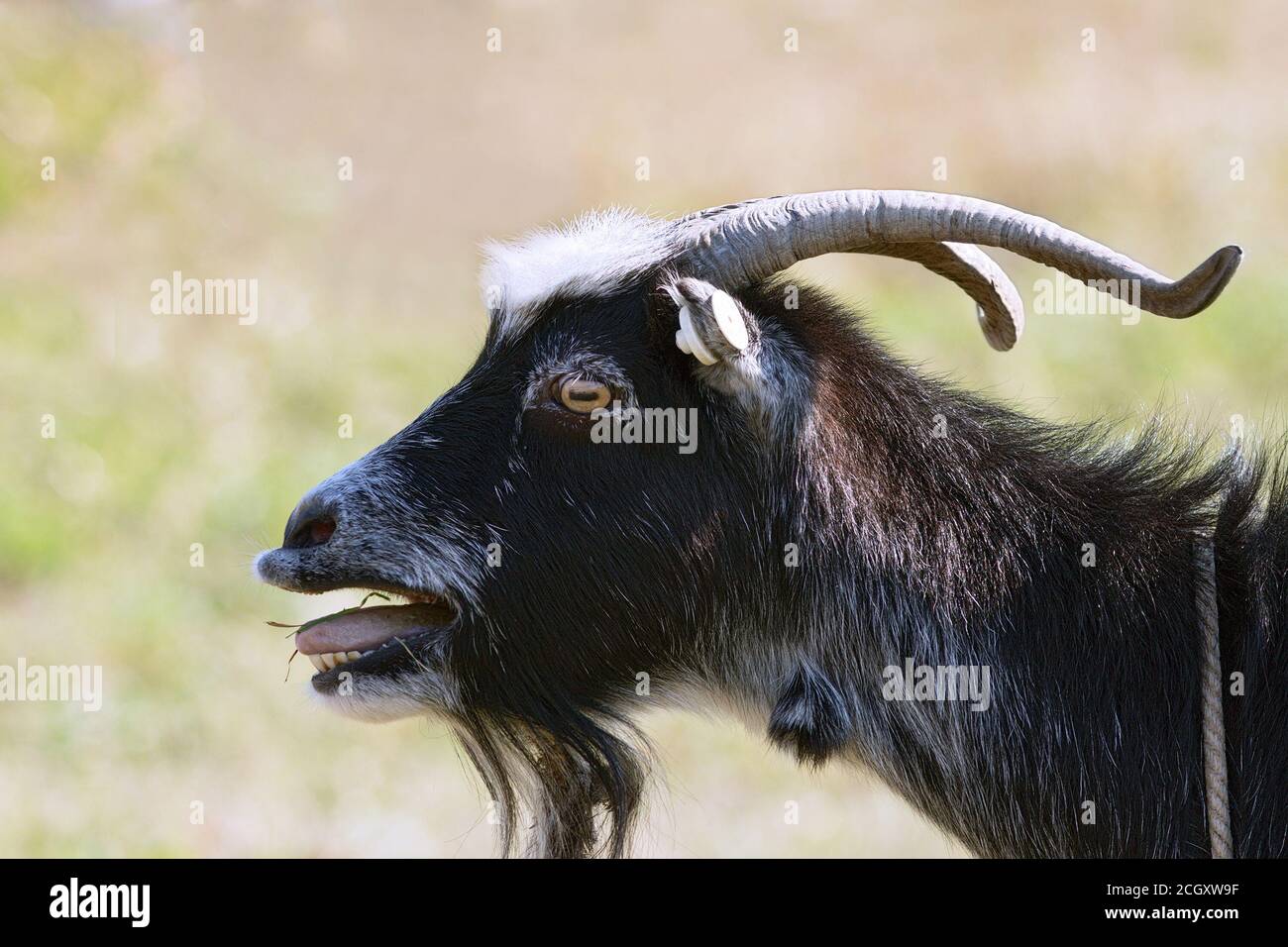cute mottled goat bleating, portrait over out of focus background Stock ...