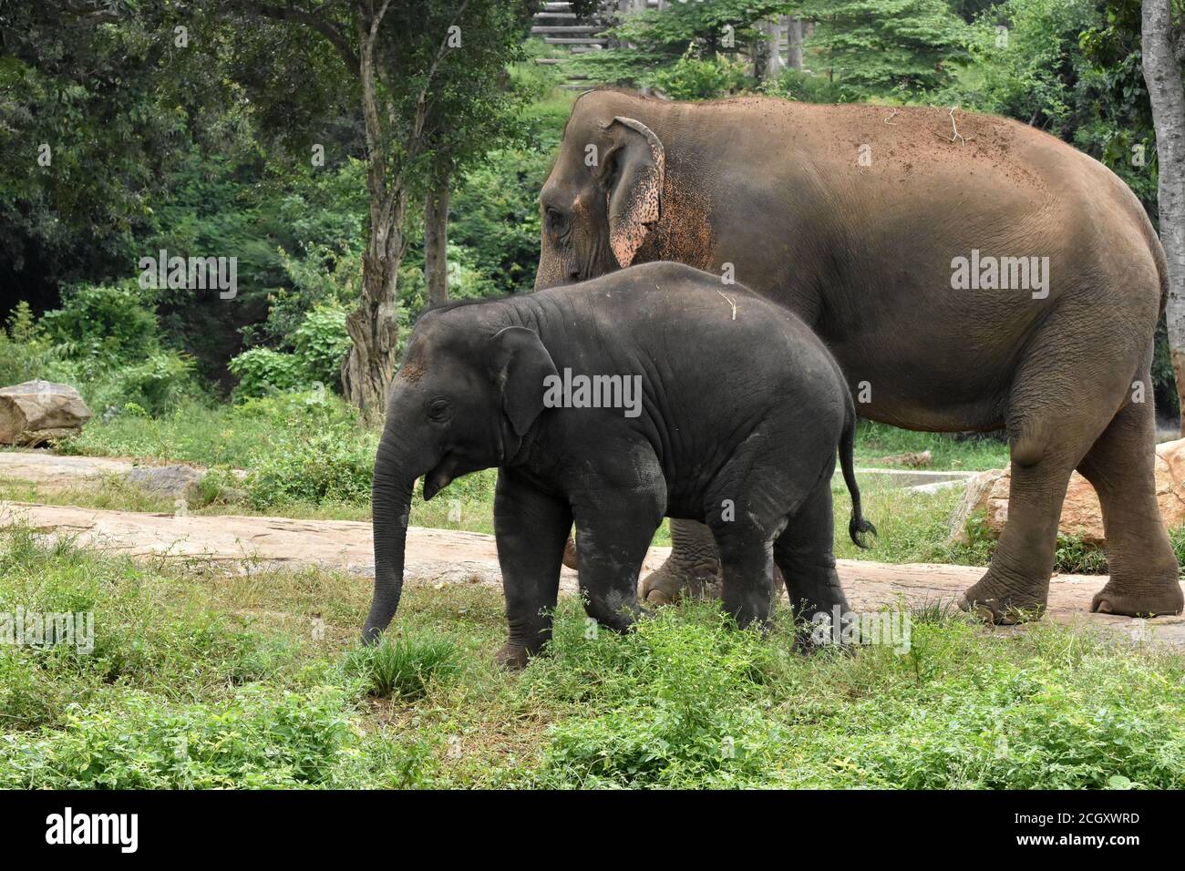 Indian Elephants (Elephas maximus indicus Stock Photo - Alamy